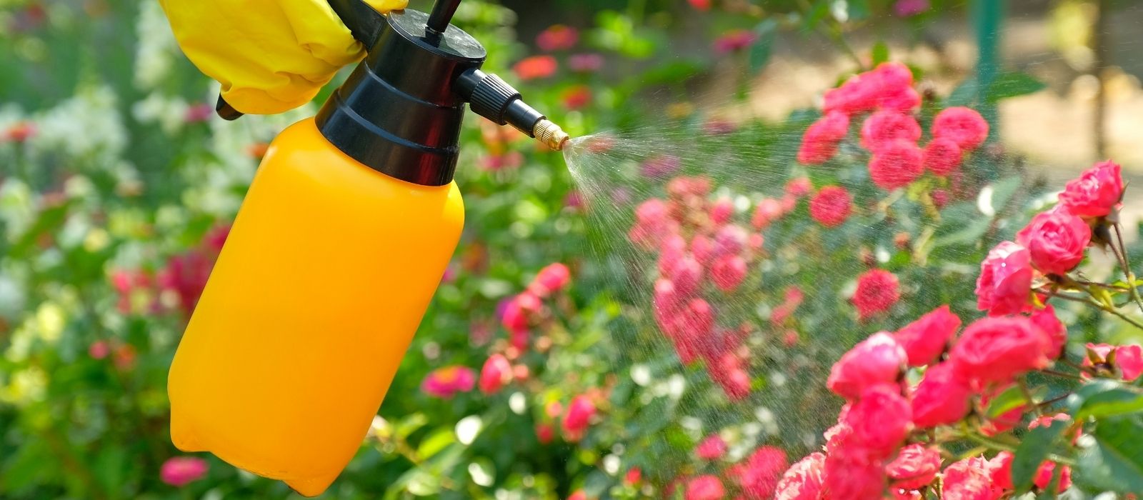 Oderings Garden Centres | Insecticides - Choosing the Right One