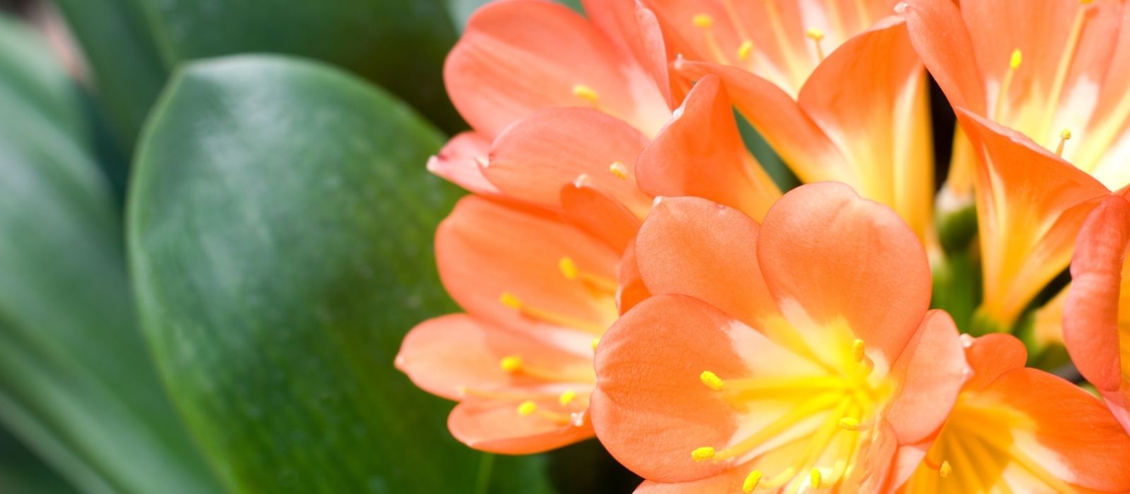 Oderings Garden Centres | Growing Clivias in Gardens or Pots