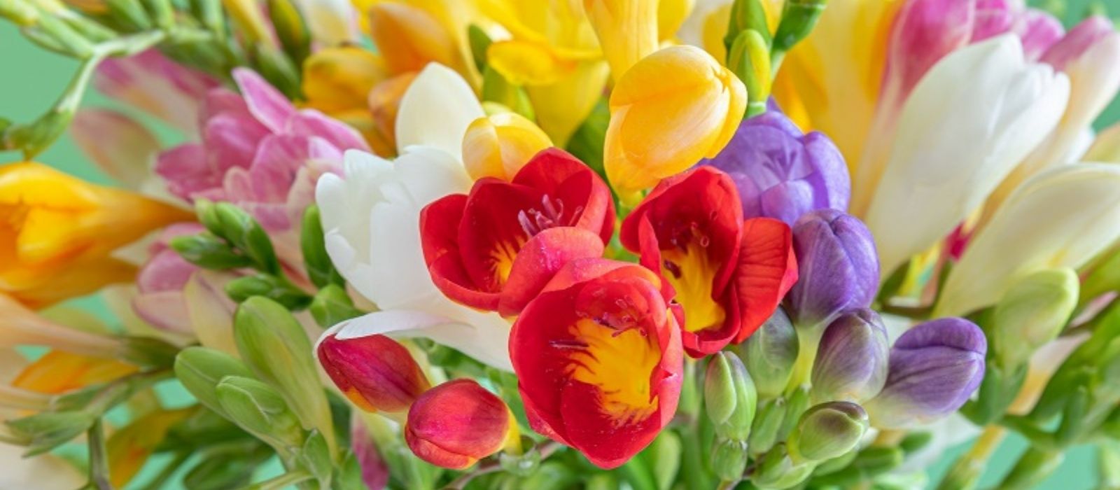Oderings Garden Centres | Bulb - Growing Freesias