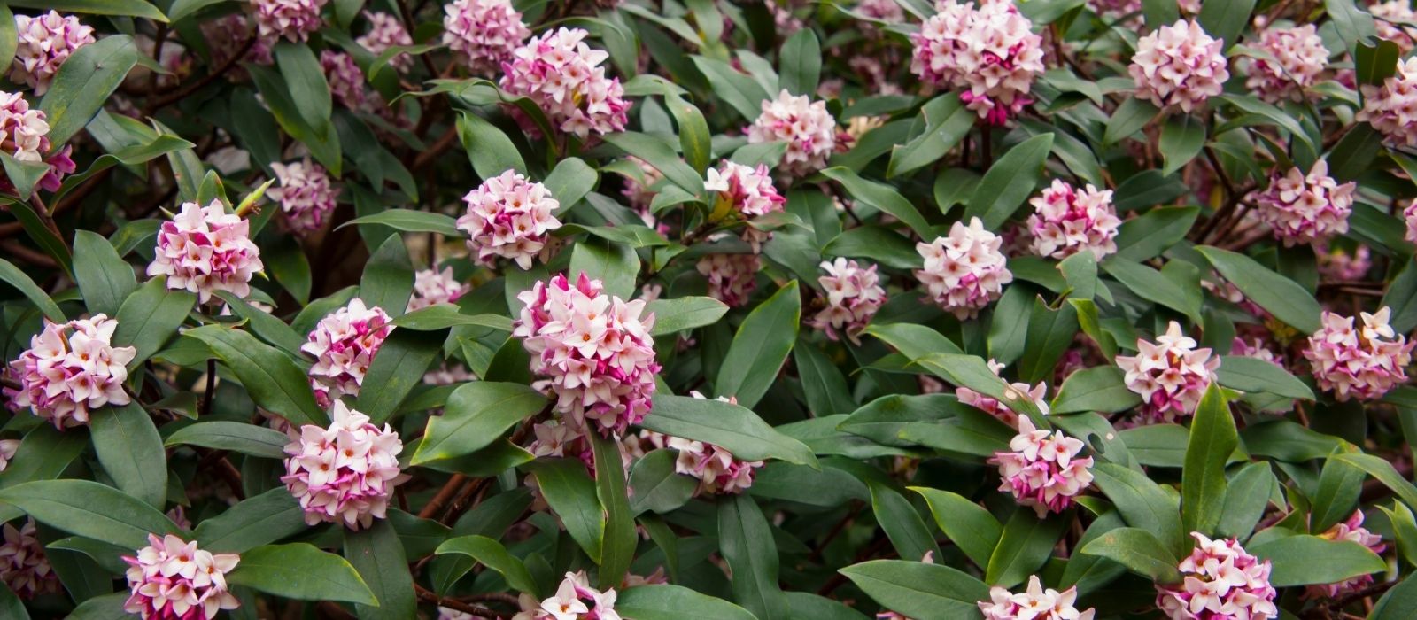 Oderings Garden Centres | Gardening Guide - Growing Daphne