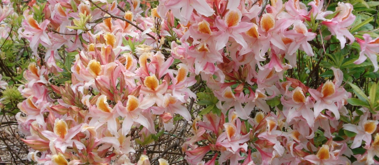 Oderings Garden Centres | Growing Deciduous Azaleas