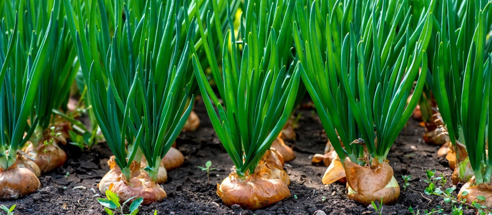 Oderings Garden Centres | Shallots - How to Plant