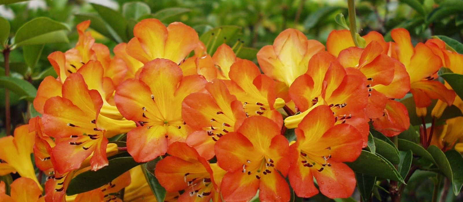 Oderings | Vireya Rhododendrons - A Tropical Delight for Your Garden