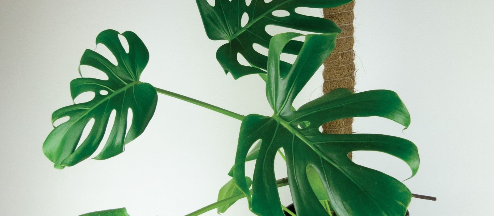 Oderings Garden Centres | Houseplant - Taming Your Monstera