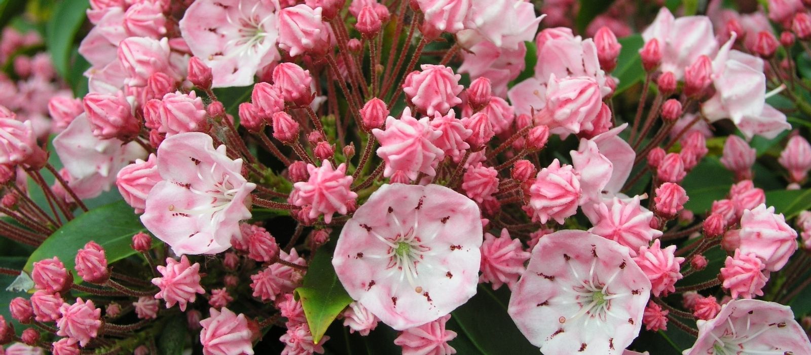 Oderings Garden Centres | Growing Kalmia - A timeless beauty
