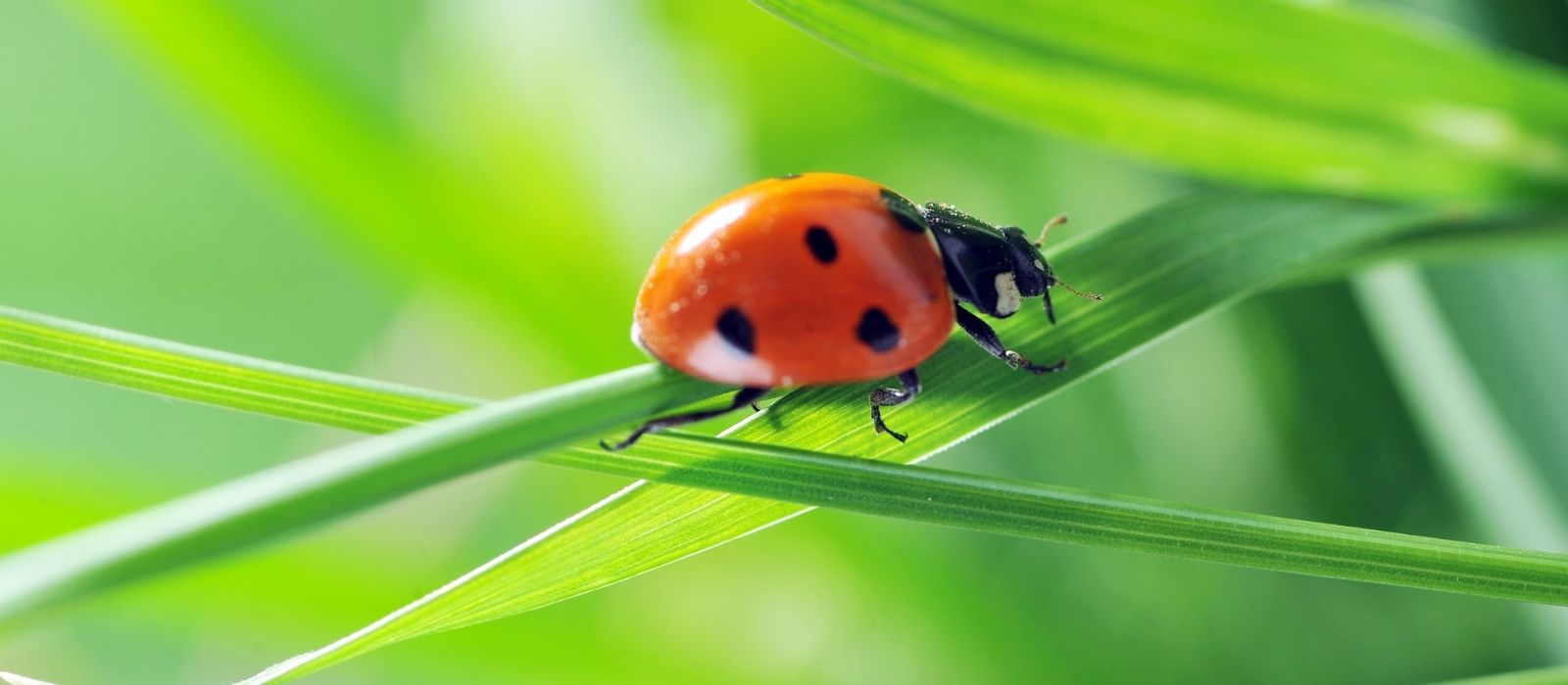 Oderings Garden Centres | Ladybirds - Natural Predators