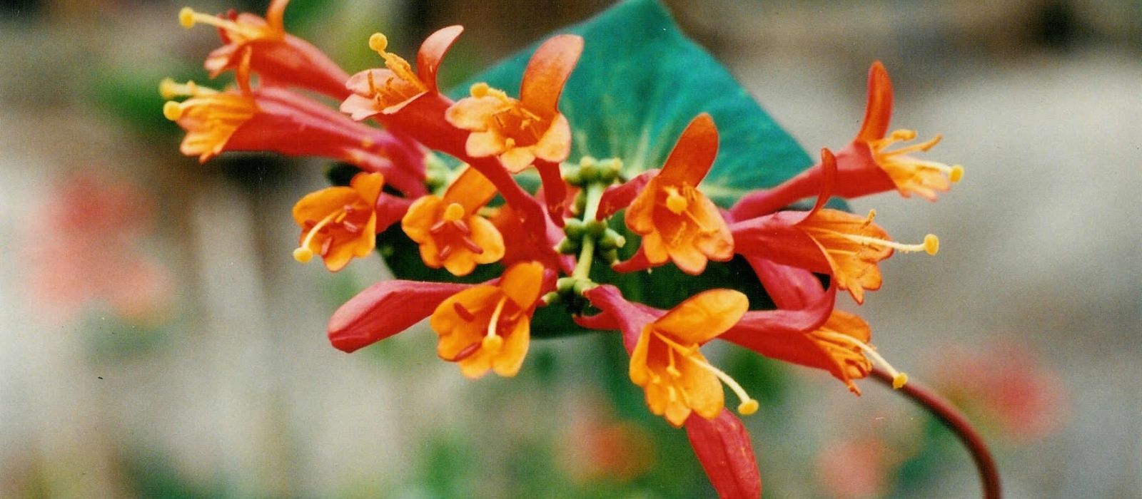 Oderings Garden Centres | Lonicera - Climbing Honeysuckle