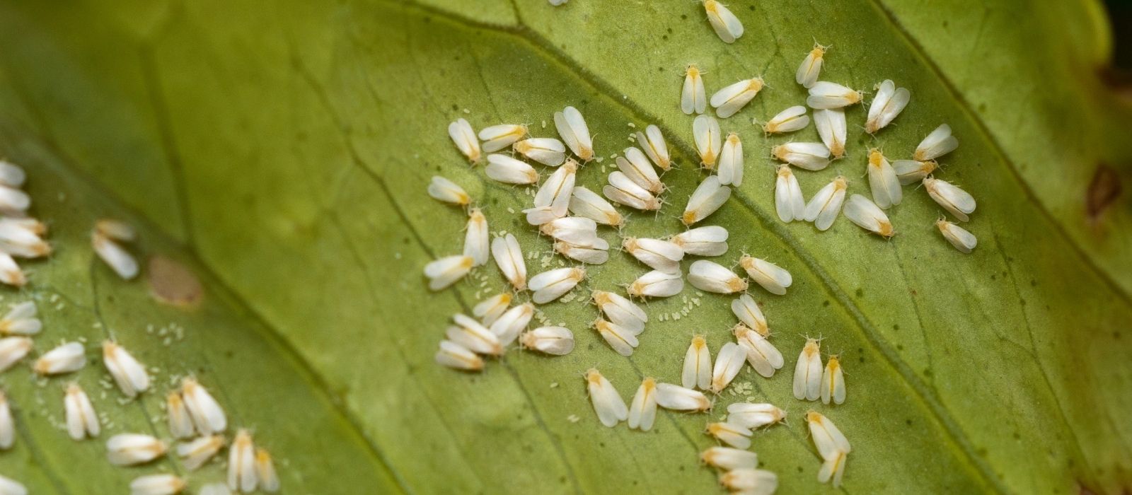 Oderings Garden Centres | Insects - How to Deal With