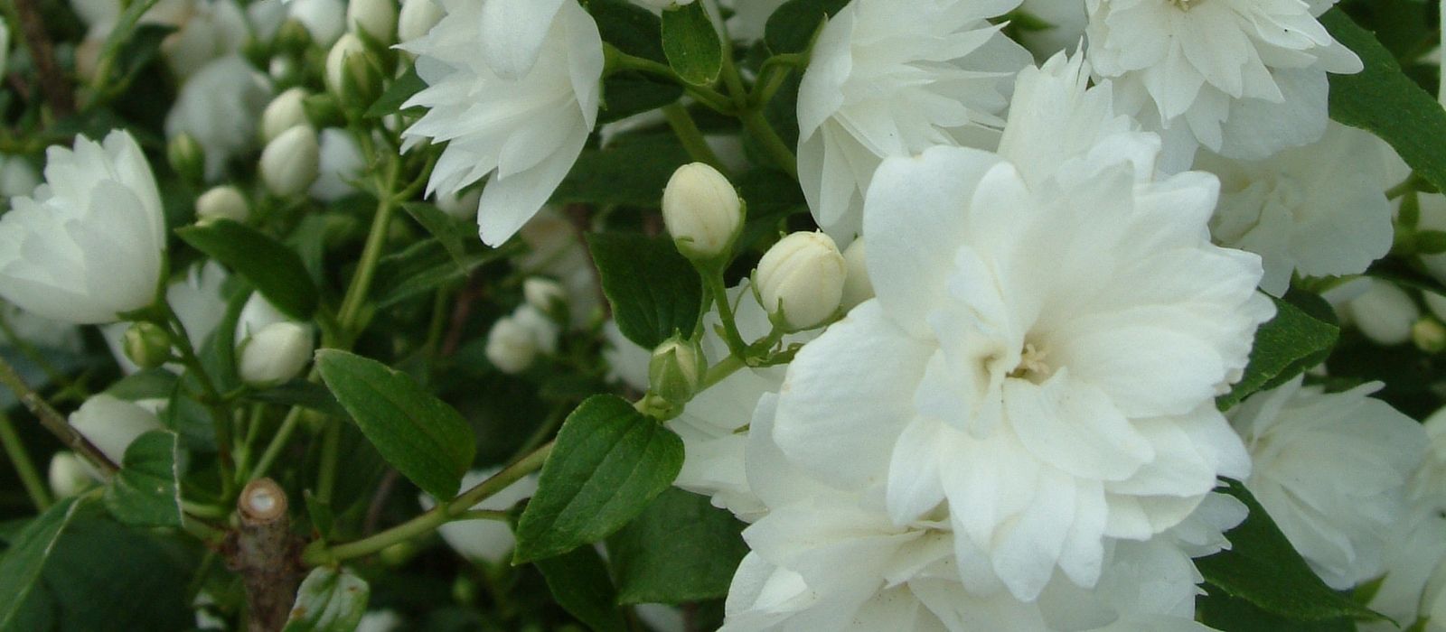 Oderings Garden Centres | Philadelphus - Mock Orange