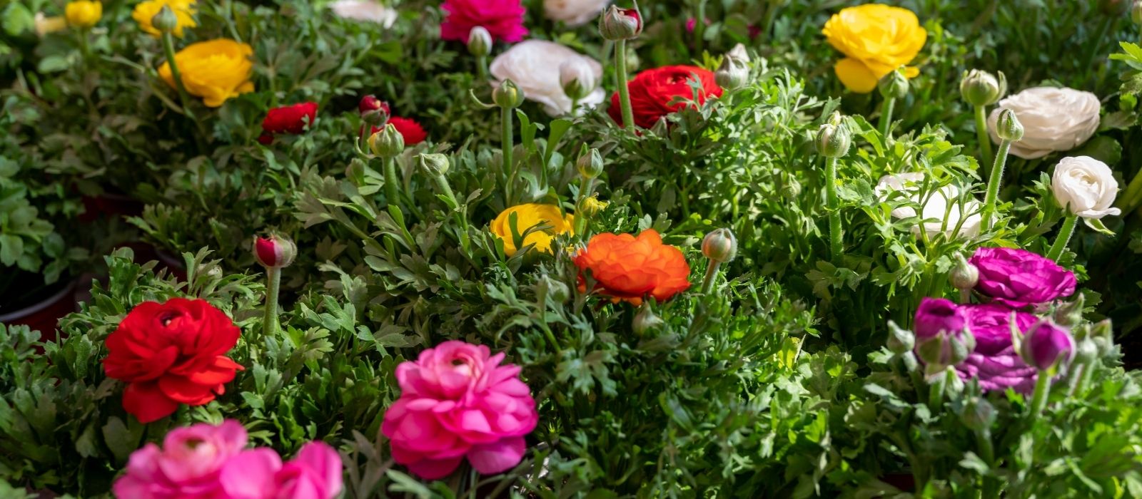 Oderings Garden Centres | Bulb - Growing Ranunculus