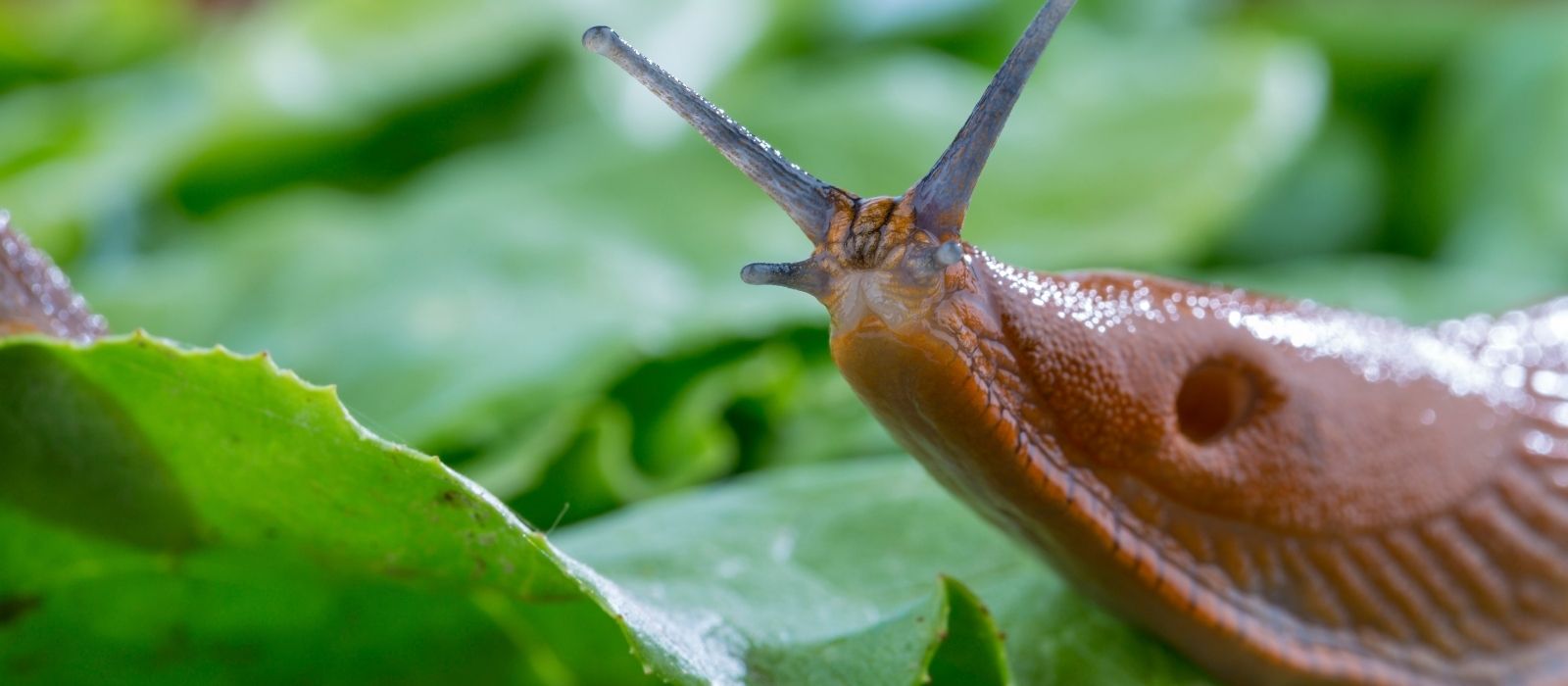 Oderings | Protection from Slugs, Snails, and Caterpillars