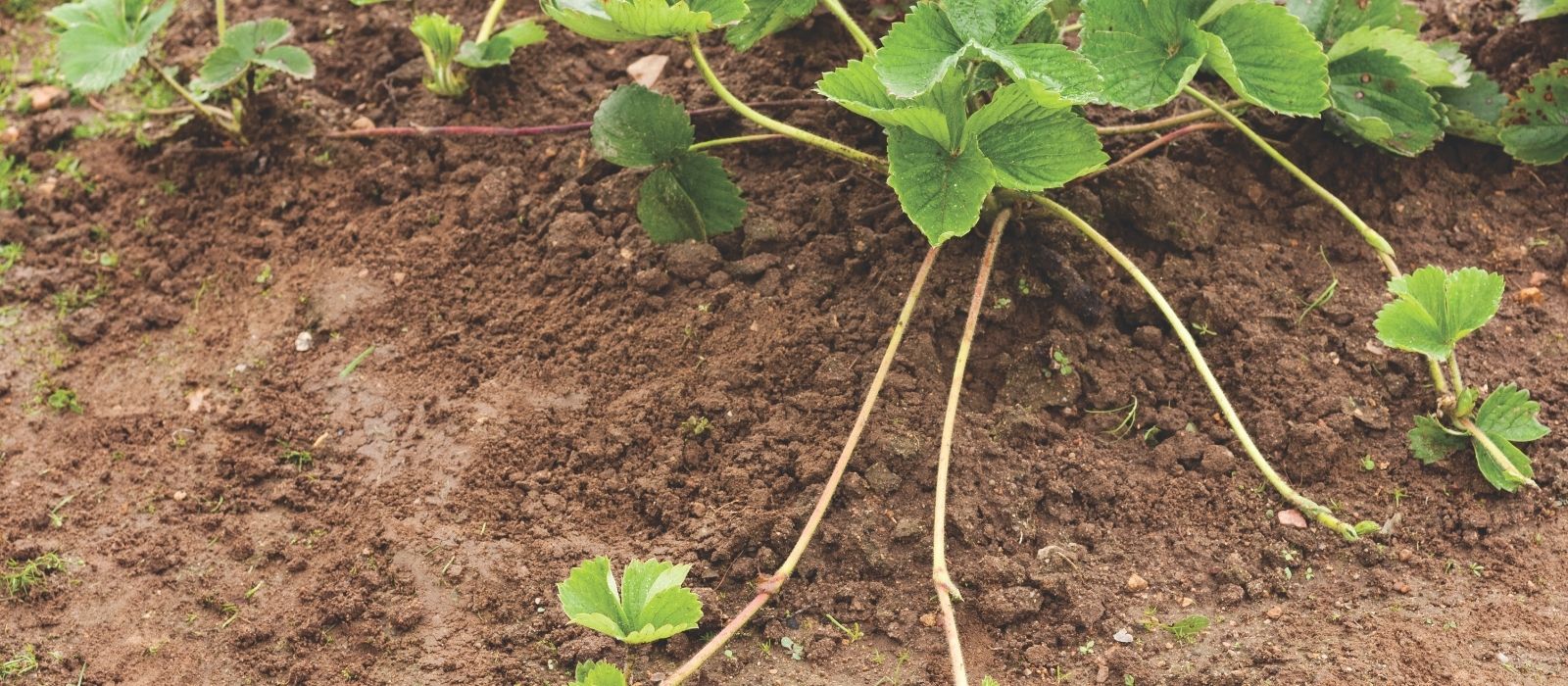 Oderings Garden Centres | Strawberry Runners
