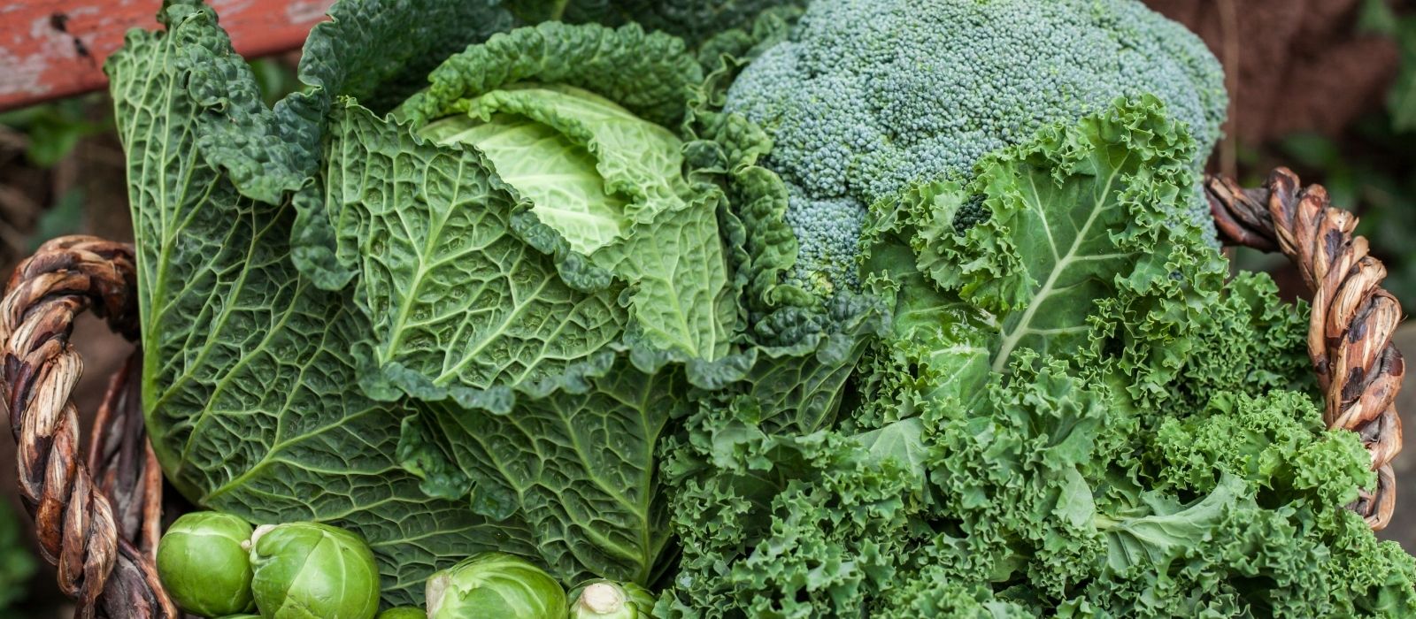 Oderings Garden Centres | Vege - Winter Hardy