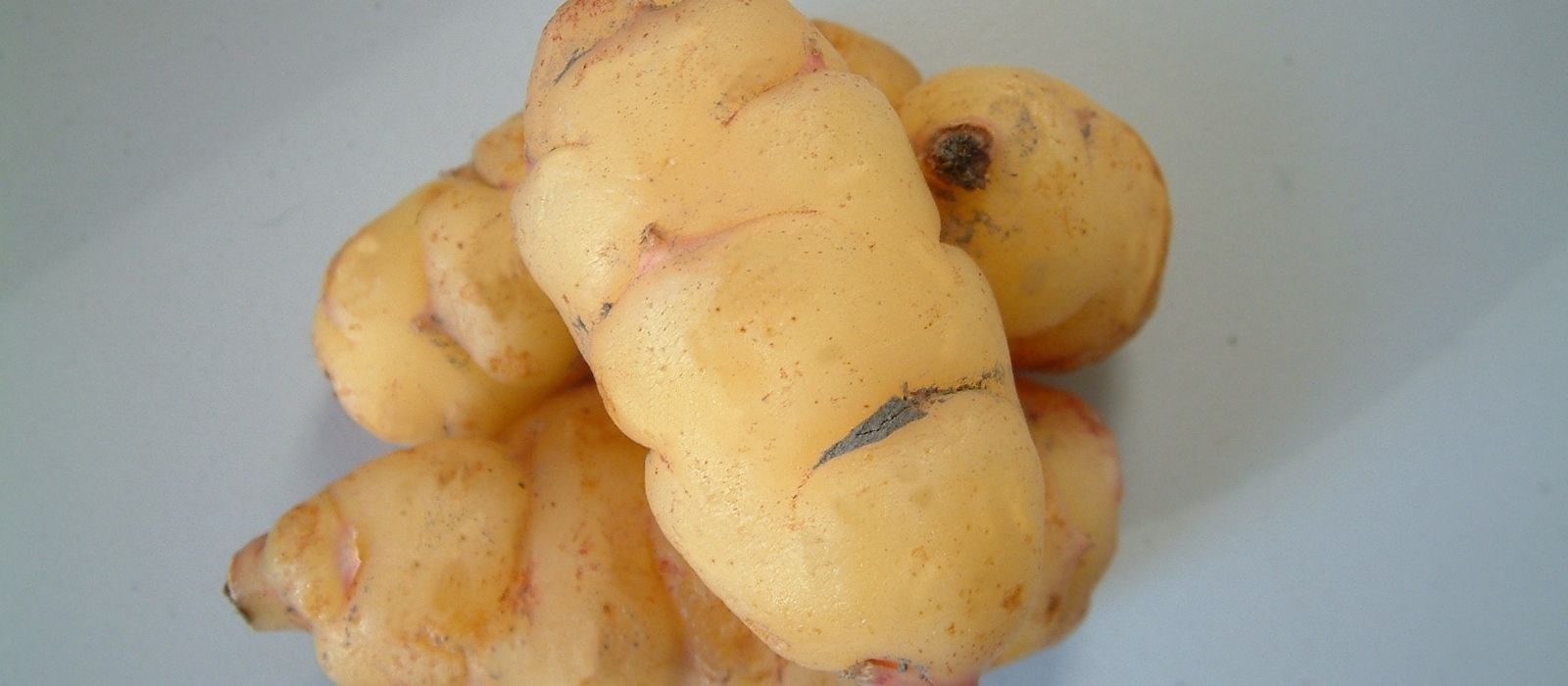 Oderings Garden Centres | Growing Yams - A Delicious Garden Treasure